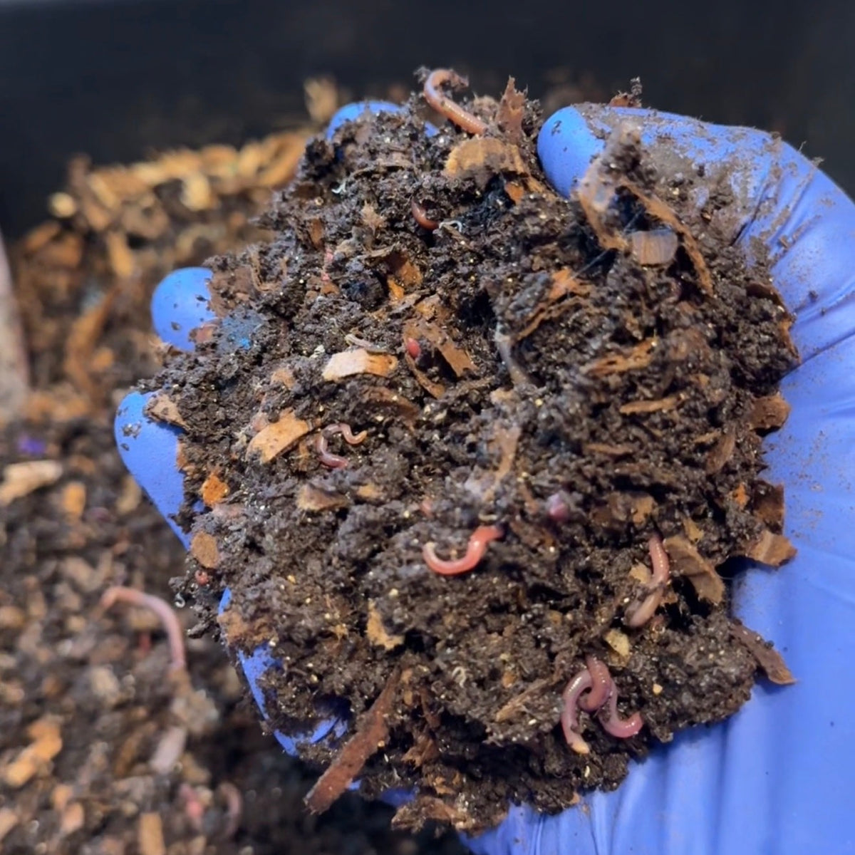 Beginner Worm Starter Kit - Just Add a Bin – CHERENE'S GREENS